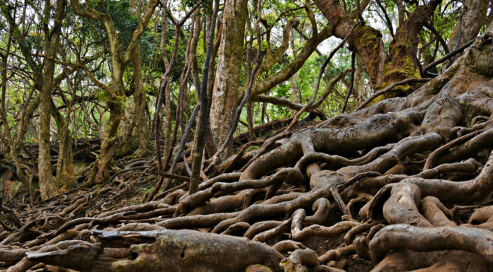 Guna Caves Kodaikanal : History, Location, Timings