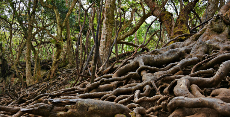 Guna Caves Kodaikanal : History, Location, Timings