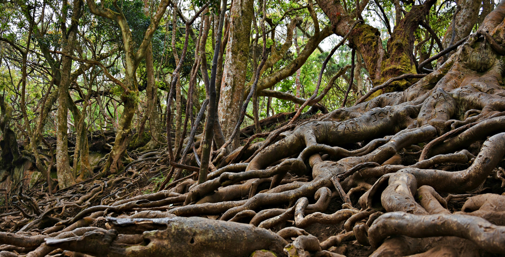 Guna Caves Kodaikanal : History, Location, Timings
