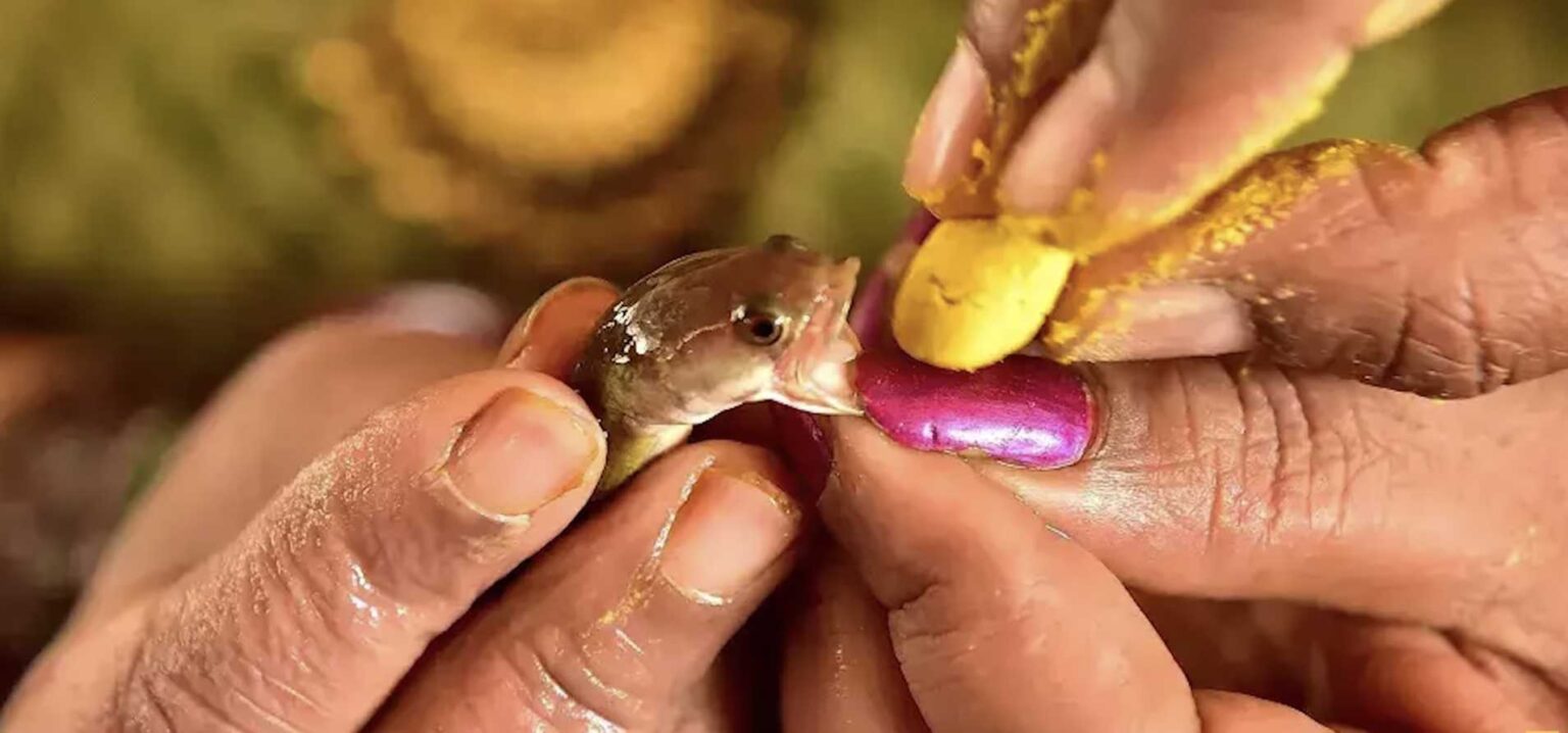 Hyderabad Fish Medicine 2024: History, Location, Benefits